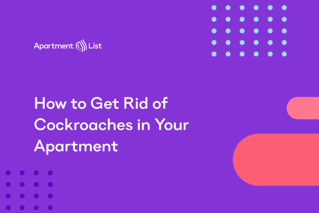 How to Get Rid of Cockroaches in Your Apartment
