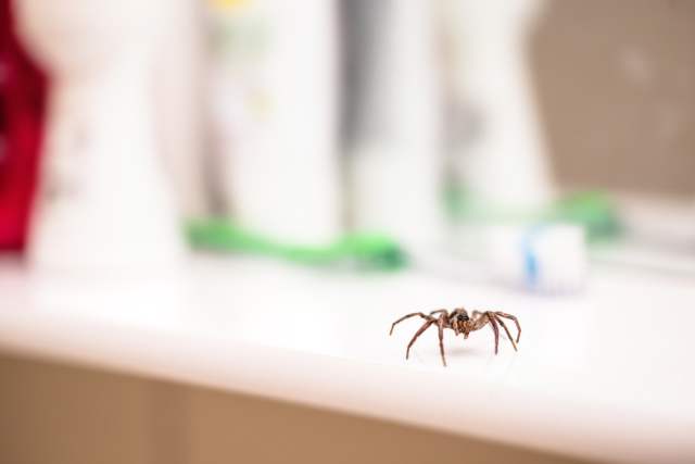 How to Get Rid of Spiders in Your Apartment