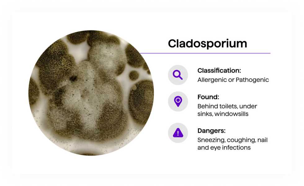12 Types Of Mold Found In Homes And How To Spot Them